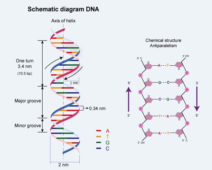 DNA Structure, Nucleotide, Nucleoside And Types Of DNA | Science Vision DNA Structure, Nucleotide, Nucleoside And Types Of DNA | Science Vision